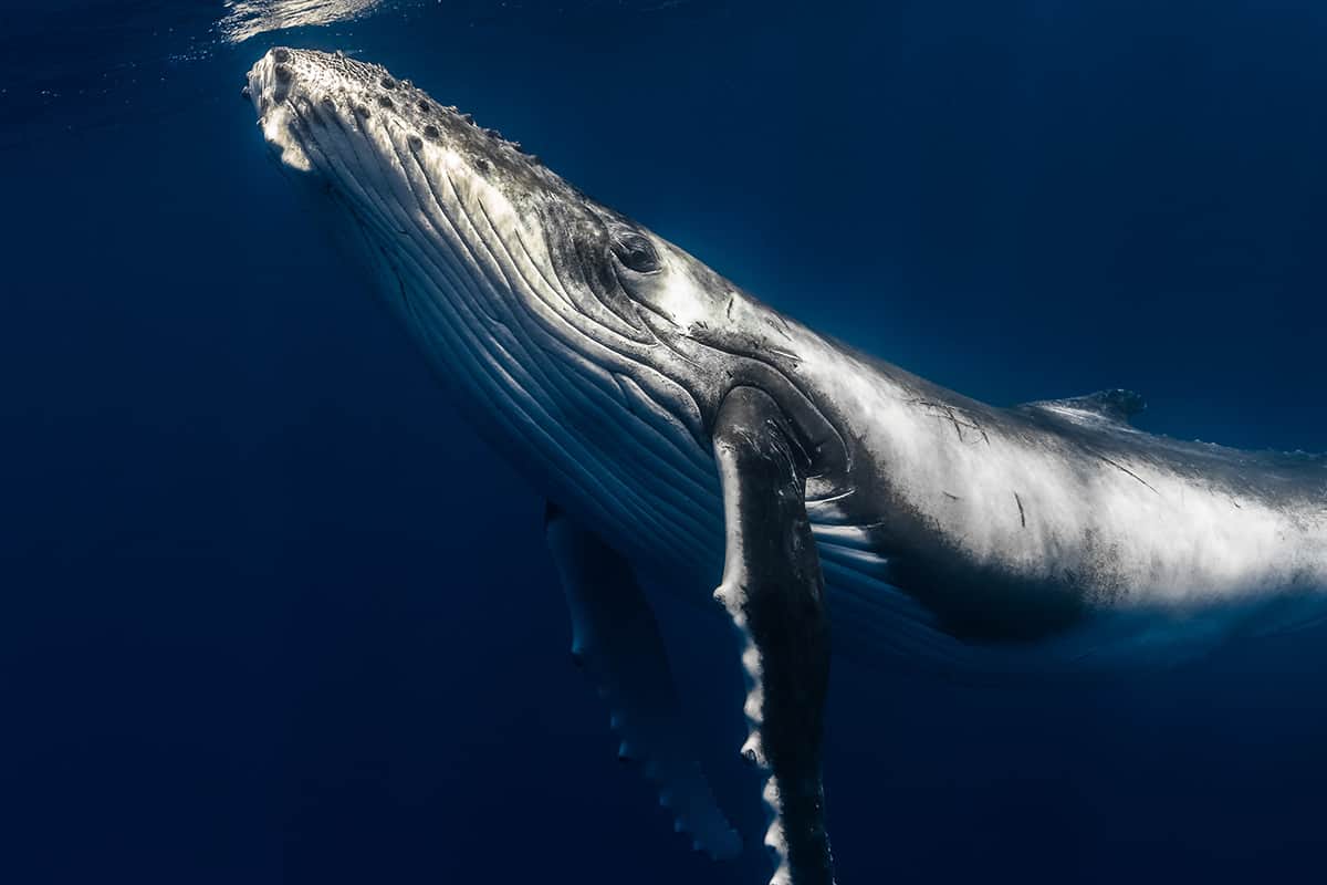Der Buckelwal – verspielter Akrobat - WWF Österreich