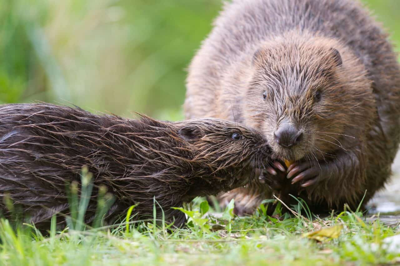 Referat Der Biber - WWF Österreich