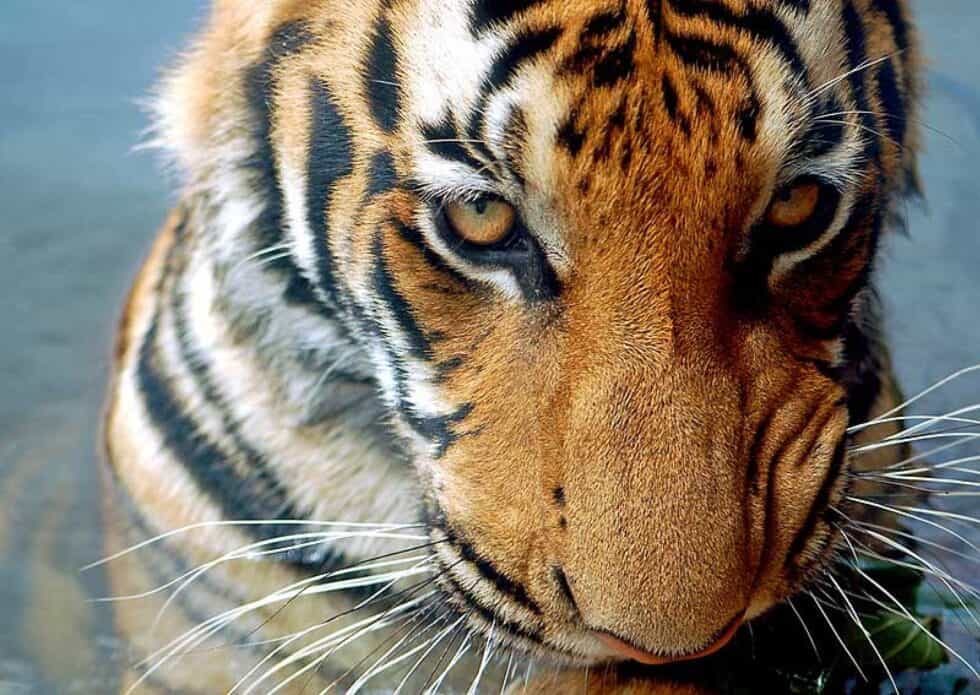 Referat Der Tiger - WWF Österreich