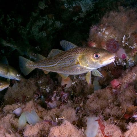Der Dorsch – bald nicht mehr am Teller? - WWF Österreich