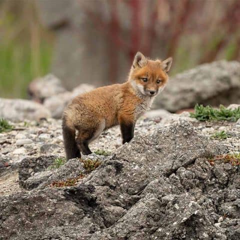 Fuchs - WWF Österreich