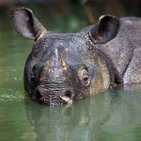 Das Java Nashorn – die letzten Einhörner? - WWF Österreich