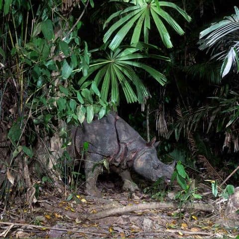 Das Java Nashorn – die letzten Einhörner? - WWF Österreich