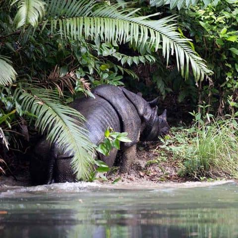 Das Java Nashorn – die letzten Einhörner? - WWF Österreich