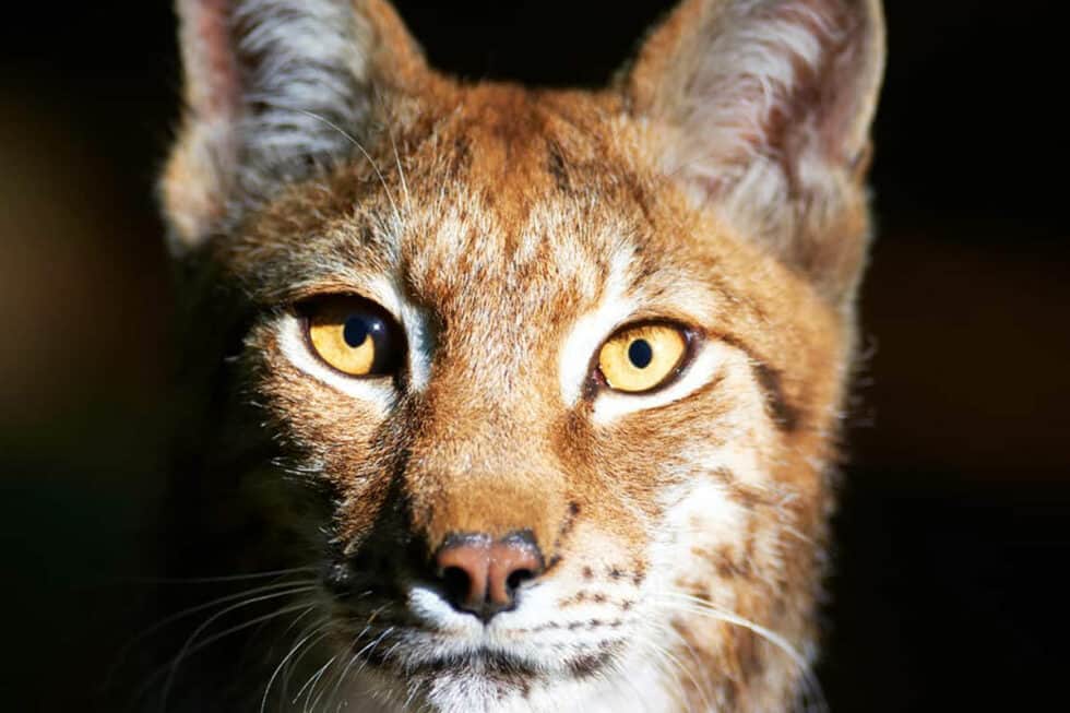 Referat Luchs - WWF Österreich