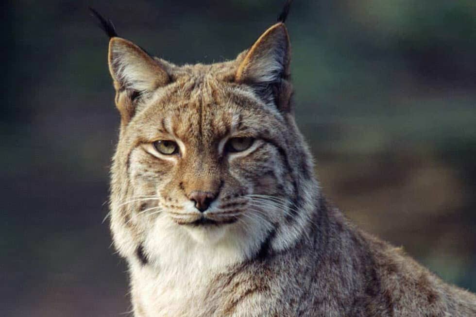 Referat Luchs - WWF Österreich