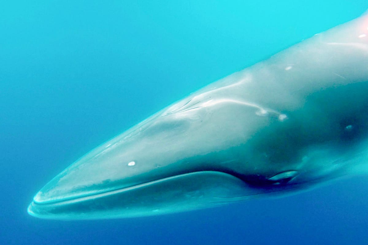 Der Minkwal – klein ist relativ - WWF Österreich