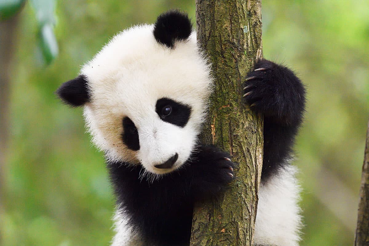 Der Große Panda - Ikone des Naturschutzes - WWF Österreich