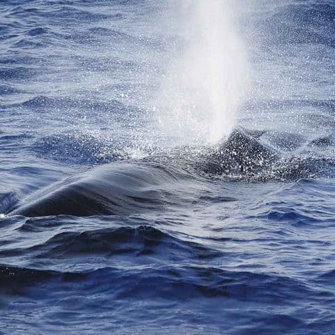 Der Seiwal – flotter Wanderer - WWF Österreich