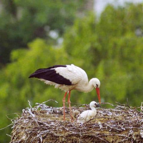 Der Weißstorch – Meister Adebar auf Reisen - WWF Österreich