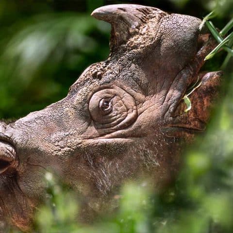 Das Sumatra Nashorn – das Ende einer langen Geschichte? - WWF Österreich