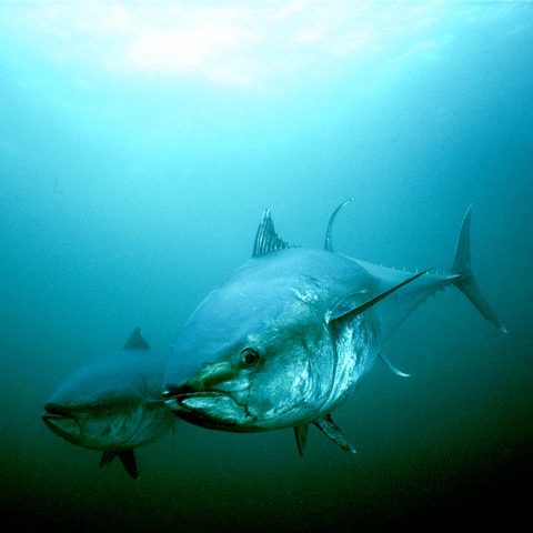 Der Thunfisch – die schwindende Goldmine - WWF Österreich