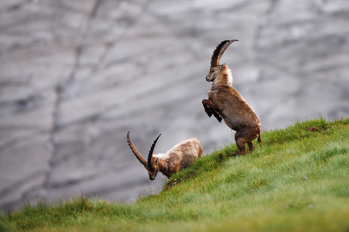 Tiere der Alpen: Welche kennst du? - WWF Österreich