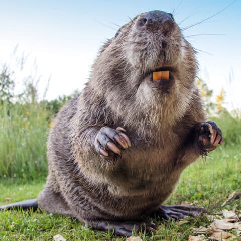 Der Biber – Gestalter von Ökosystemen - WWF Österreich