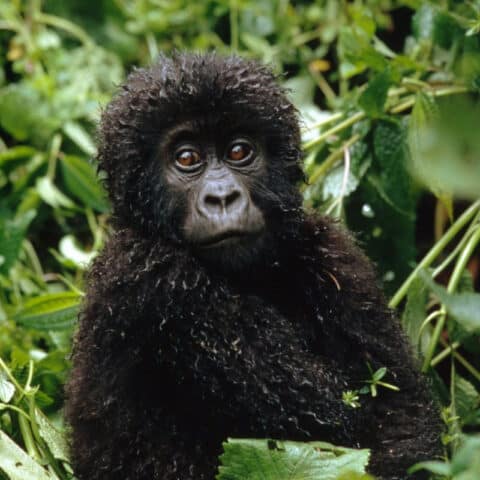 Was der WWF macht - WWF Österreich