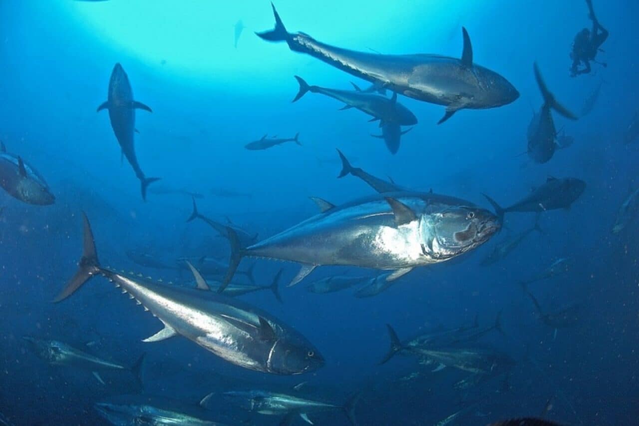 Thunfisch: Beliebt, aber gefährdet - WWF Österreich