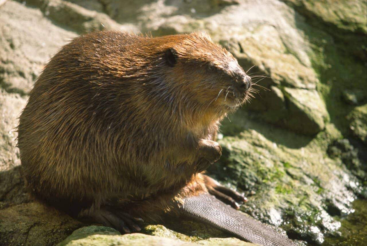 Fakten zur Biologie des Bibers - WWF Österreich