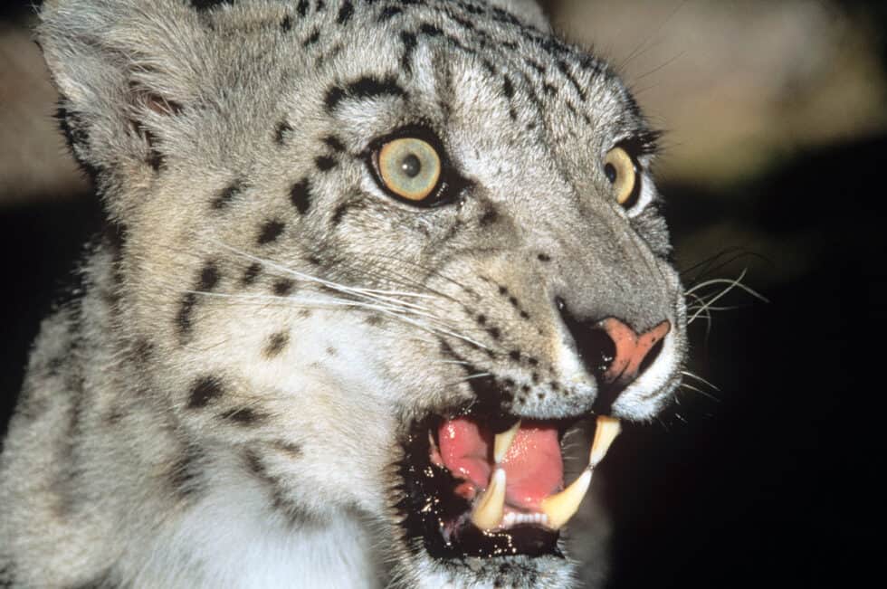12 Fakten zum Schneeleoparden - WWF Österreich