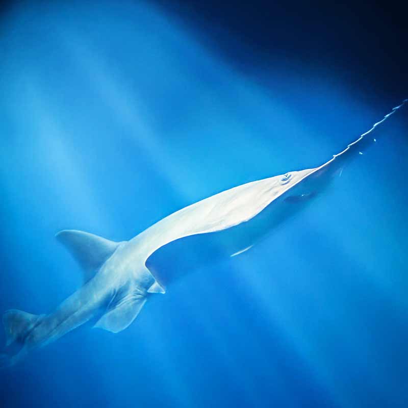 Der Sägerochen – schlagkräftiger Meeresbewohner - WWF Österreich