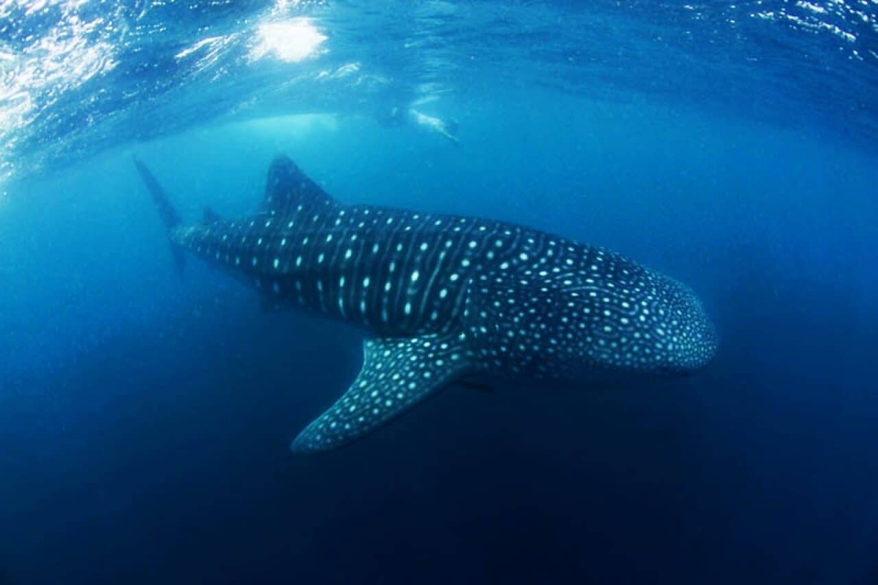 Walhai: Der größte Fisch - WWF Österreich