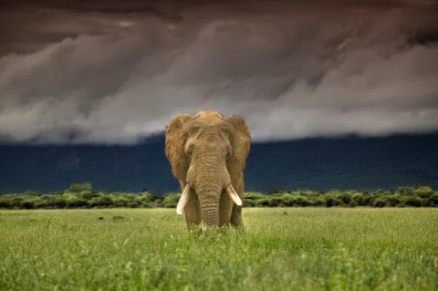 WWF zu Rote Liste-Update: Afrikanischer Waldelefant jetzt „vom ...