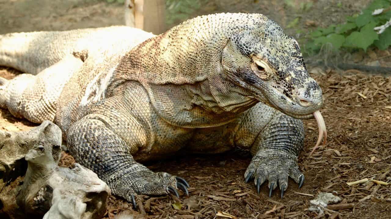 Der Komodowaran - WWF Österreich