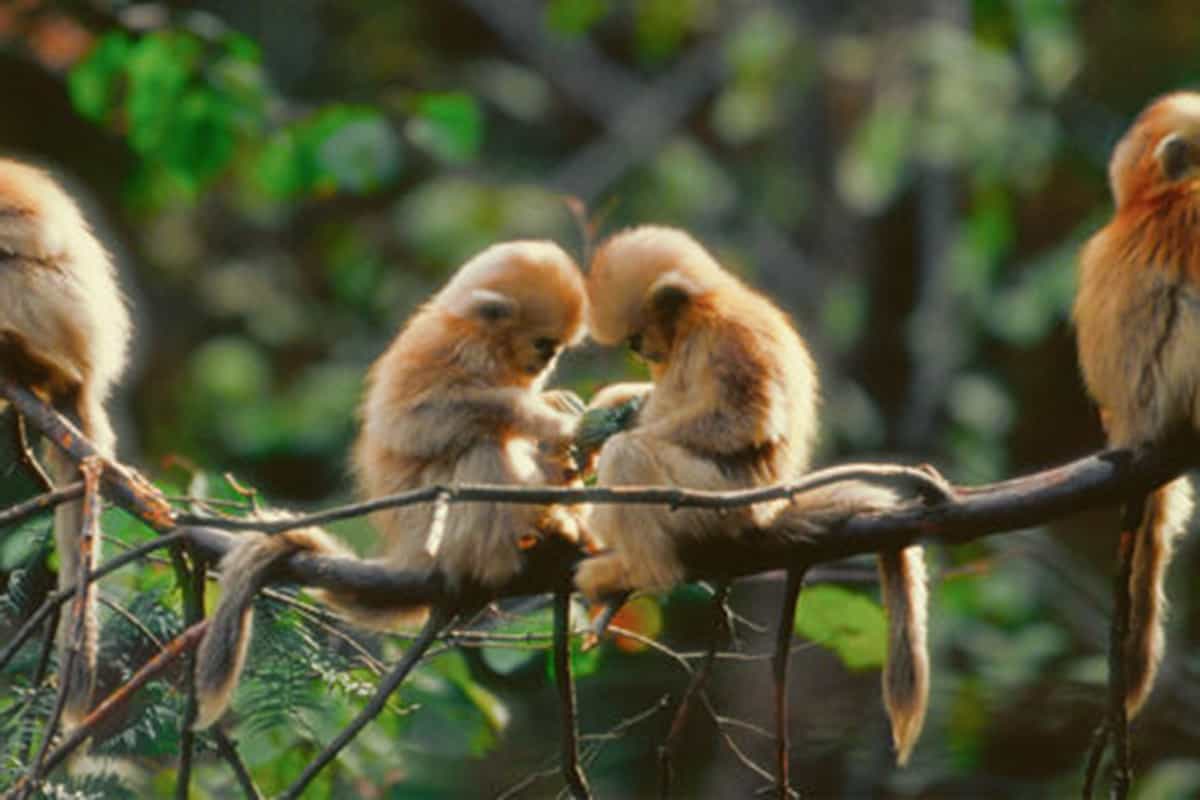 WWF Artenlexikon I Arten der Tier- und Pflanzenwelt von A-Z