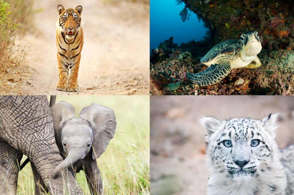 Bedrohte Tierarten aktiv schützen I WWF Österreich