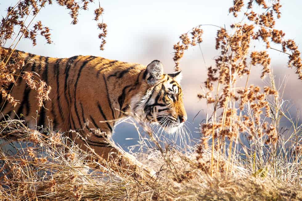 WWF Österreich I Organisation für Natur- und Artenschutz