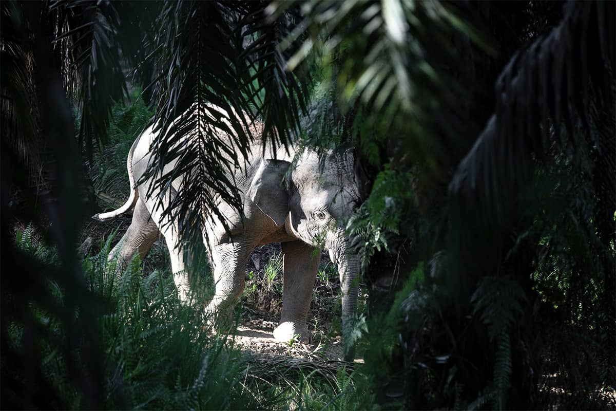 Artenschutz weltweit: Biodiversität global erhalten I WWF