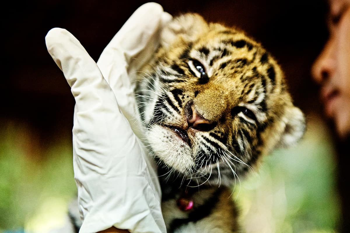 Wilderei & illegaler Wildtierhandel bedrohen Tierarten I WWF