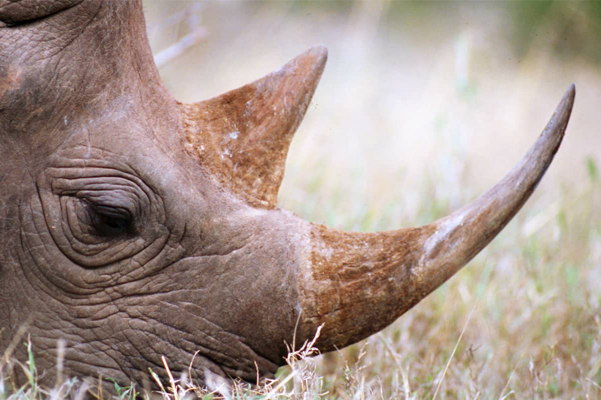 Wilderei & illegaler Wildtierhandel bedrohen Tierarten I WWF