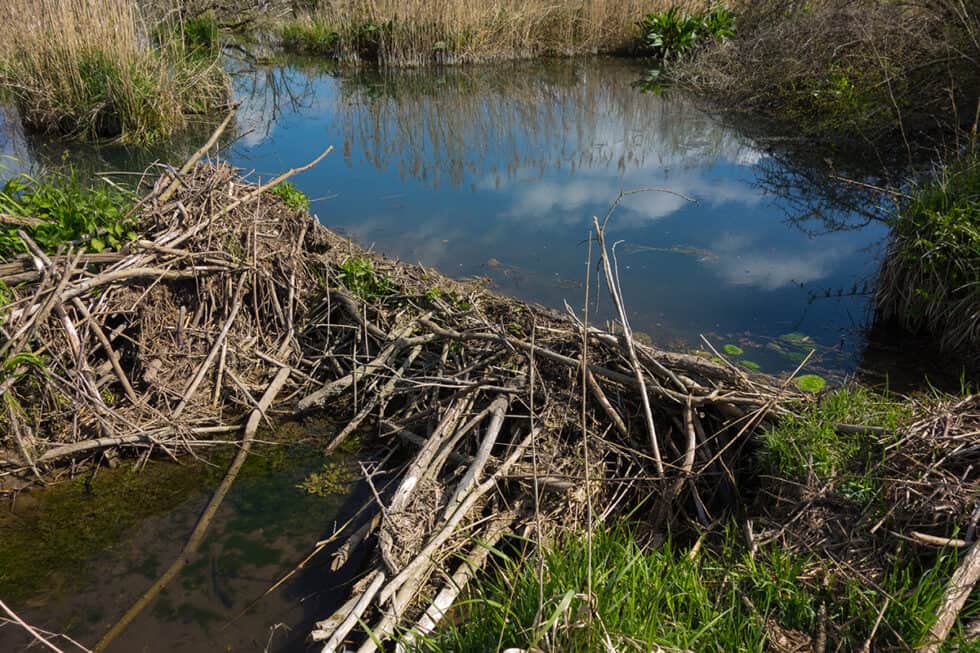 Der Biber: Unser Verbündeter in der Klima- und Biodiversitätskrise ...