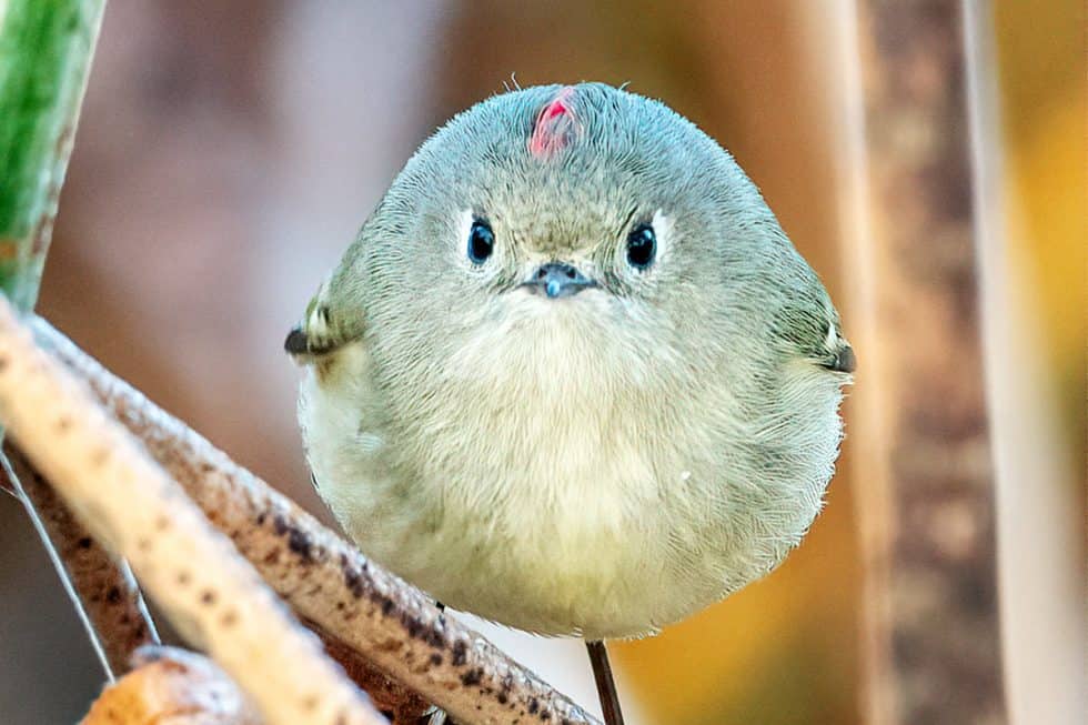 Comedy Wildlife Photography Awards: Die lustigsten Tiere der Welt - WWF ...