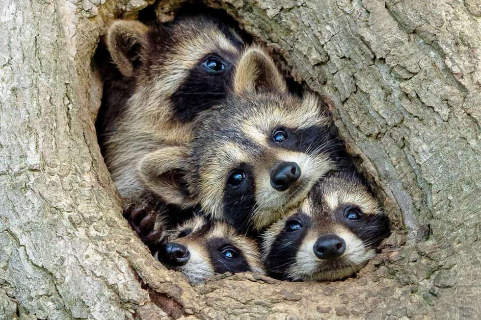 Comedy Wildlife Photography Awards: Die lustigsten Tiere der Welt - WWF ...