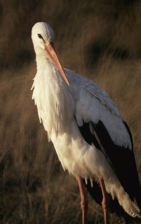 Der erste Storch ist wieder da! - WWF Österreich