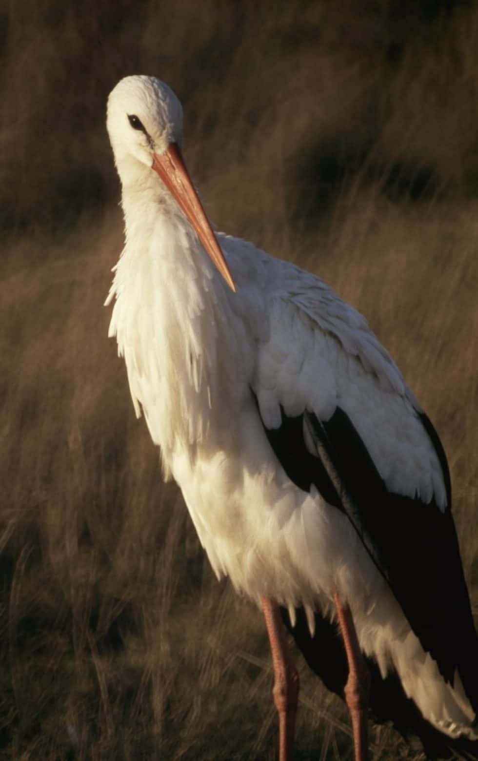Der erste Storch ist wieder da! - WWF Österreich