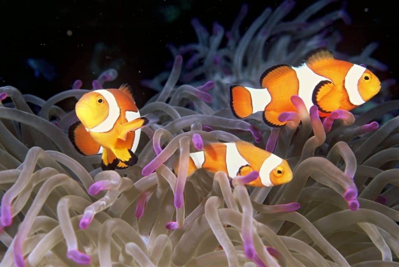 Tag des Meeres am 8. Juni: - WWF Österreich