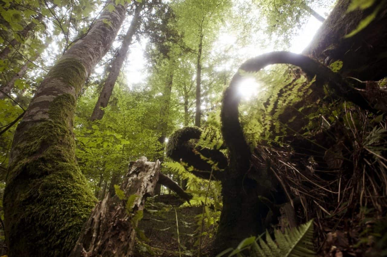 WWF: Rumänien wird 250.000 Hektar Urwald schützen - WWF Österreich