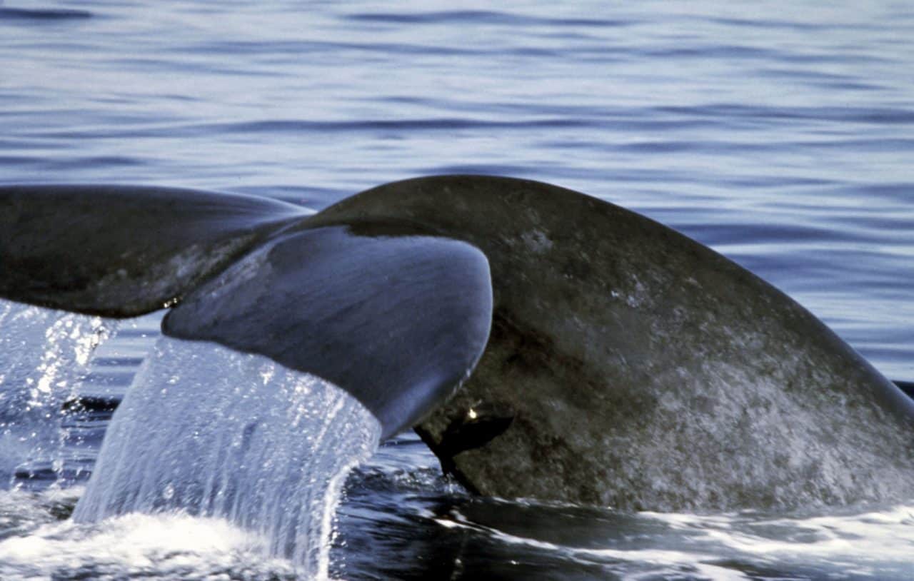 WWF: Hoffnung für „Blaue Riesen“ in Chile - WWF Österreich