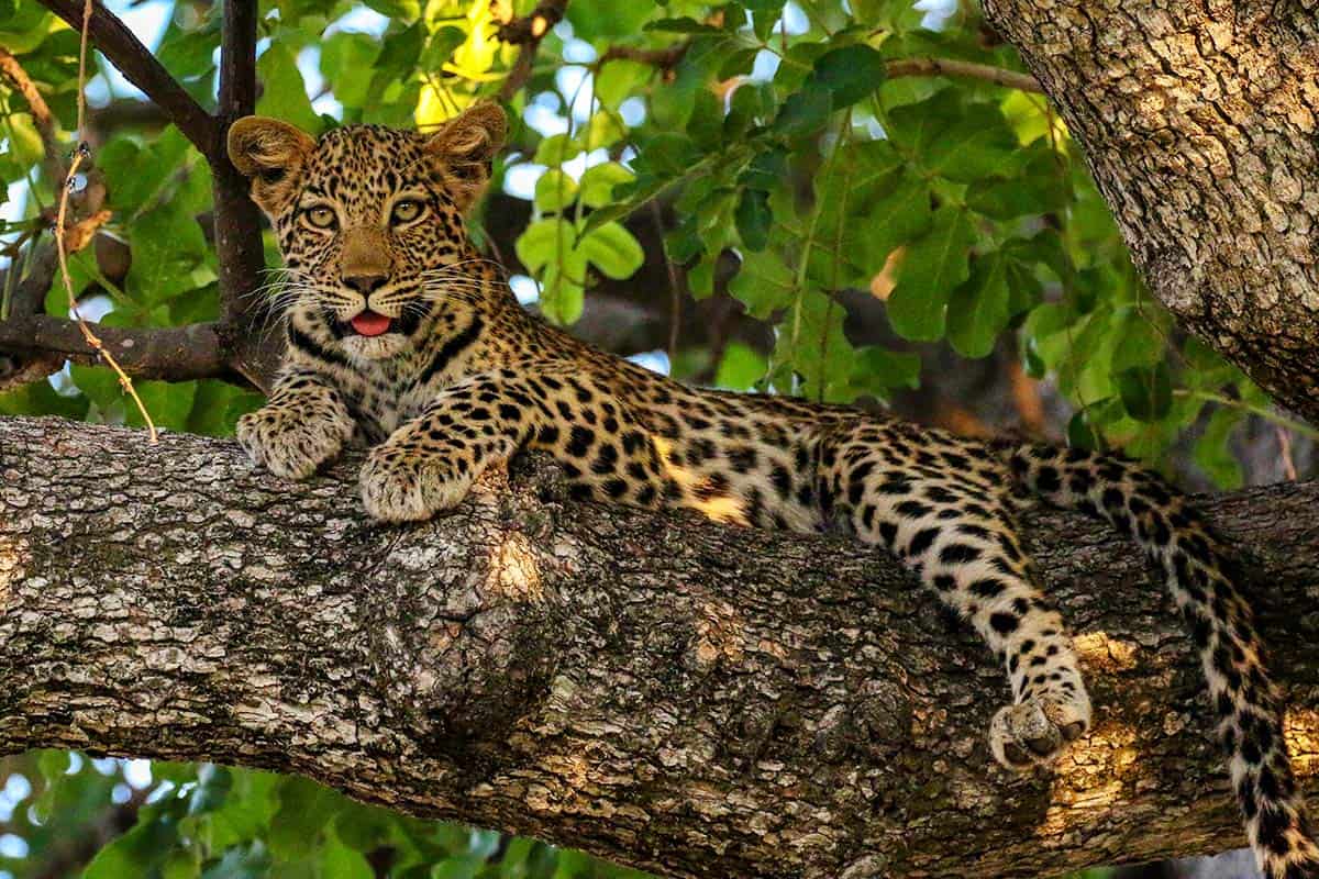 Der Indochinesische Leopard - Bald nur mehr Fell und Knochen? - WWF ...