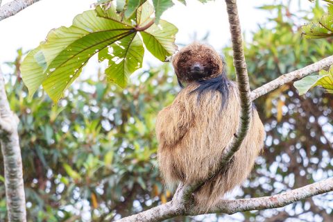 5 Arten, die von der Waldzerstörung bedroht sind - WWF Österreich