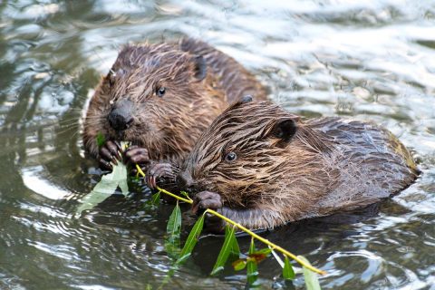 5 heimische Tierbabys im Frühling - WWF Österreich