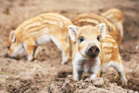 5 heimische Tierbabys im Frühling - WWF Österreich