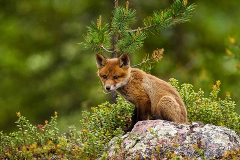 5 heimische Tierbabys im Frühling - WWF Österreich