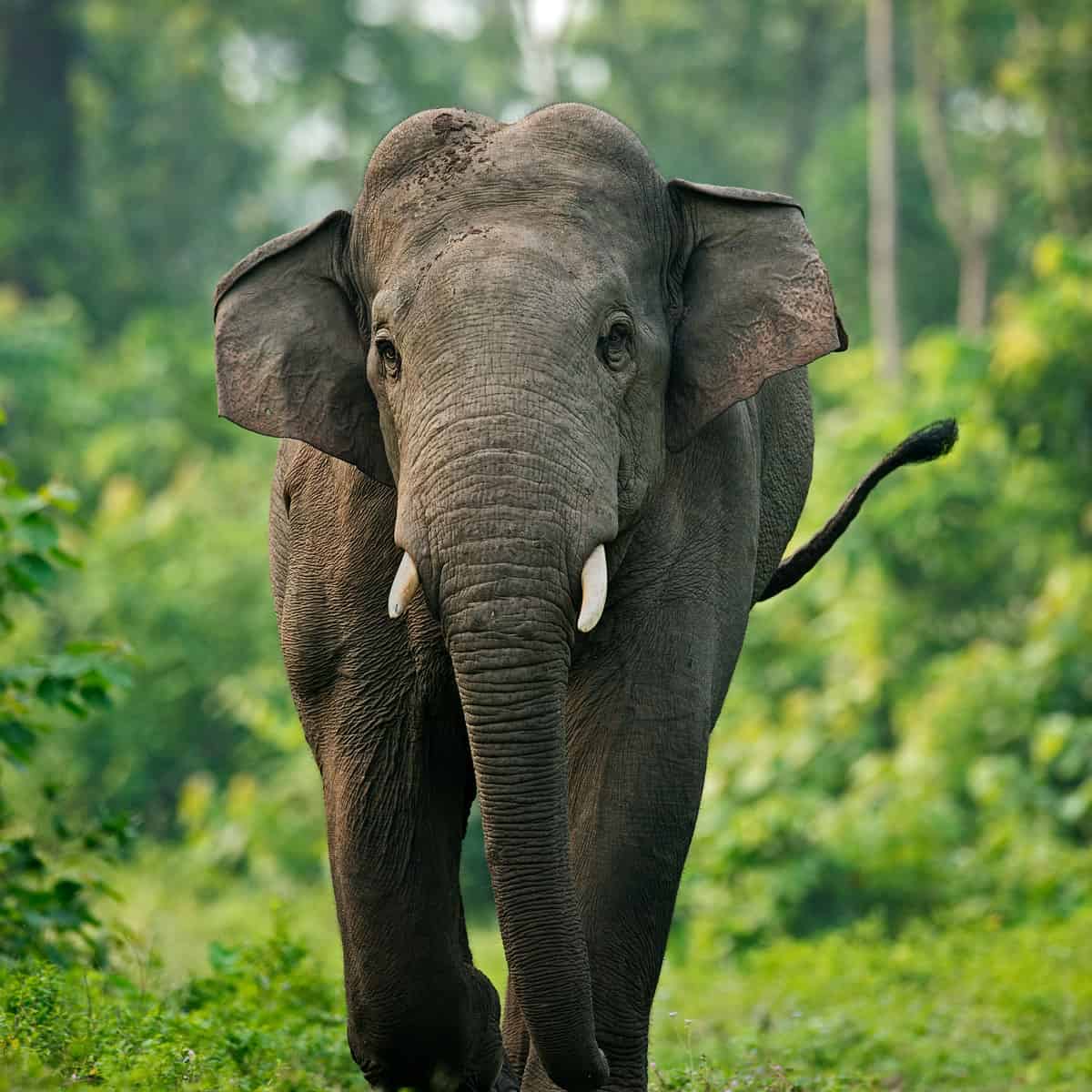 Der Elefantenflüsterer von Myanmar - WWF Österreich