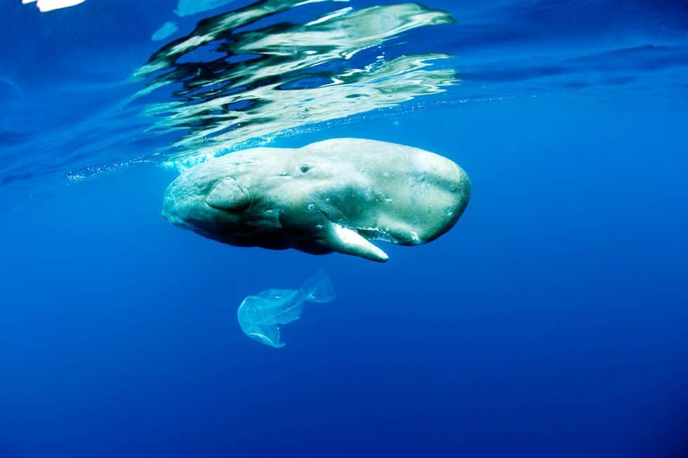 Fotostrecke: Wie der WWF den Wal schützt - WWF Österreich