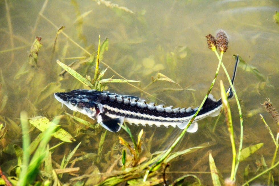 Fotostrecke: Rote Liste Update - WWF Österreich