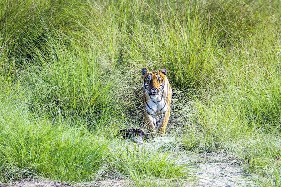Fotostrecke: Rote Liste Update - WWF Österreich