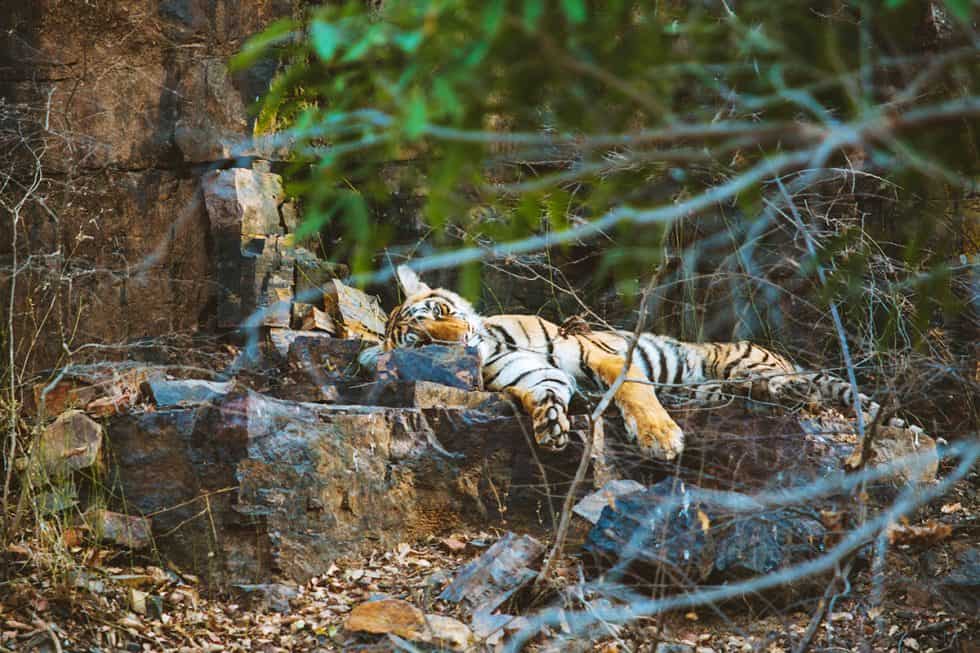 Fotostrecke: Rote Liste Update - WWF Österreich